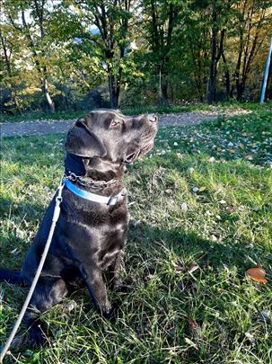 Labrador retriver, mlad pas (2 godine)