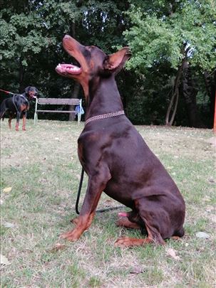 Doberman, odrastao pas