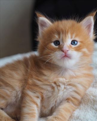 Maine Coon, mlada mačka