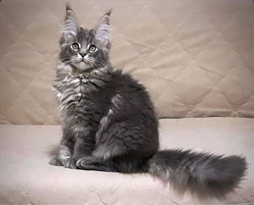 Maine Coon, mače