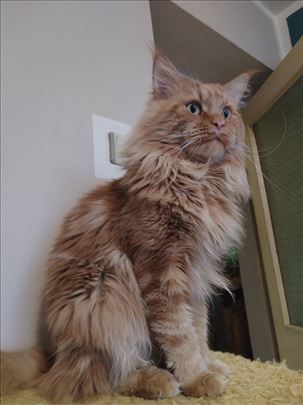 Maine Coon, mačak za parenje