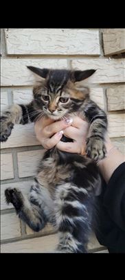 Maine Coon, mačići