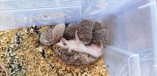 Afrički patuljasti jež, ježevi