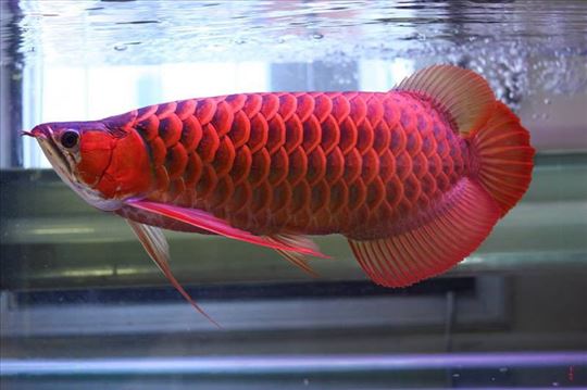 Zdrava Arowana riba