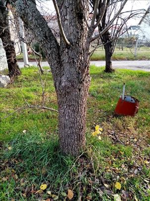 Prodajem stabla voćki ne isečena.