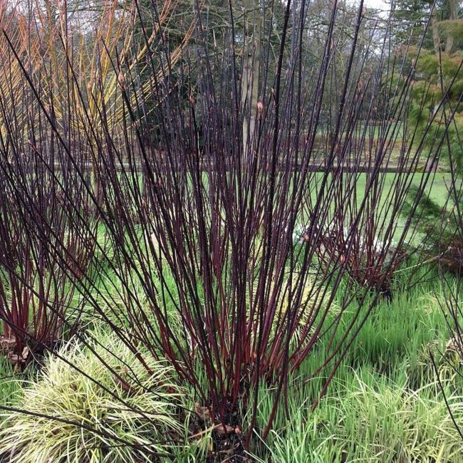 Cornus alba Kesselringii