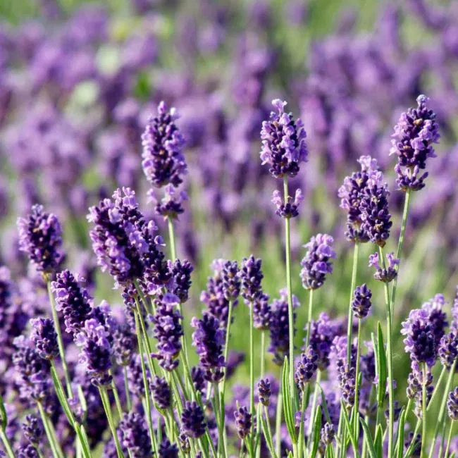 Lavandula angustifolia Munstead