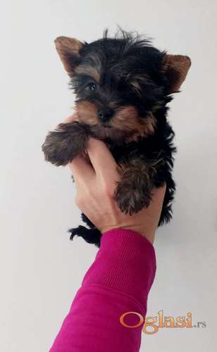 Mini yorki