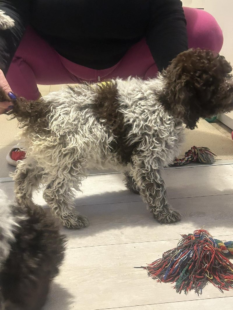 Lagotto Romagnolo štene na prodaju