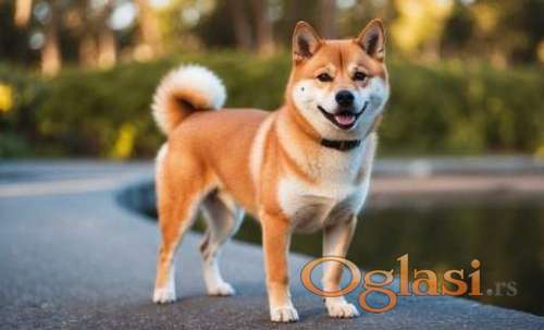 Akita inu i Shiba Inu