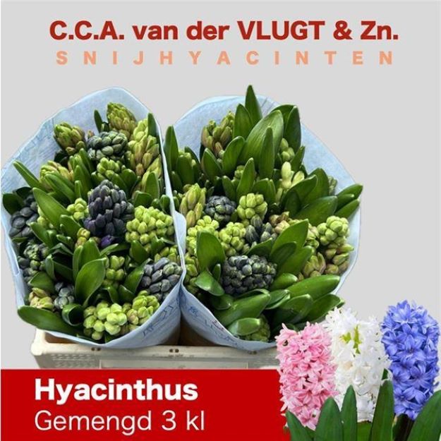 HYACINTHUS – ZUMBUL MIX