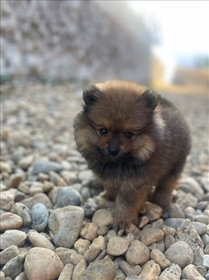 Pomeranski špic, muzjak oranz boje