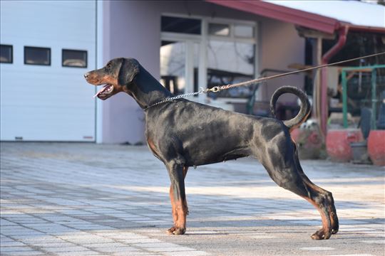 Ženka dobermana