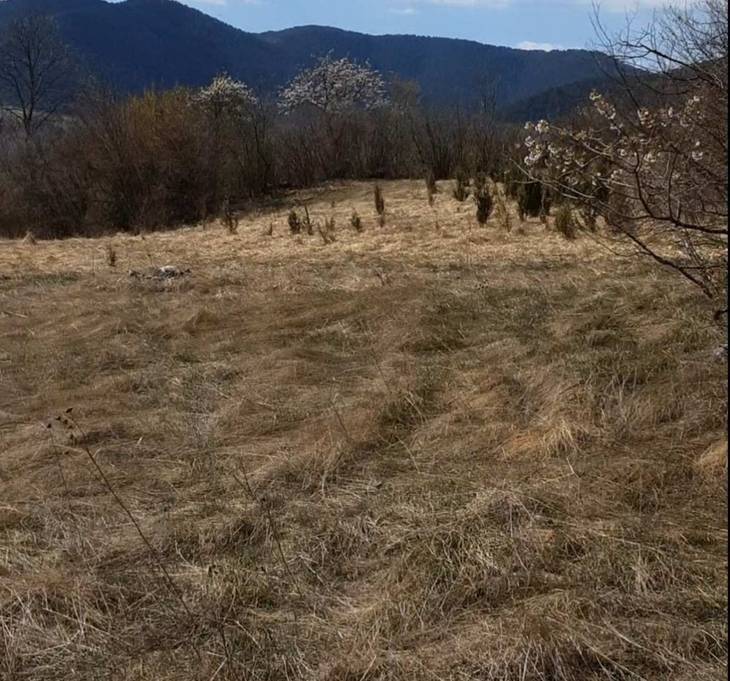 Ljubiš, Zlatibor