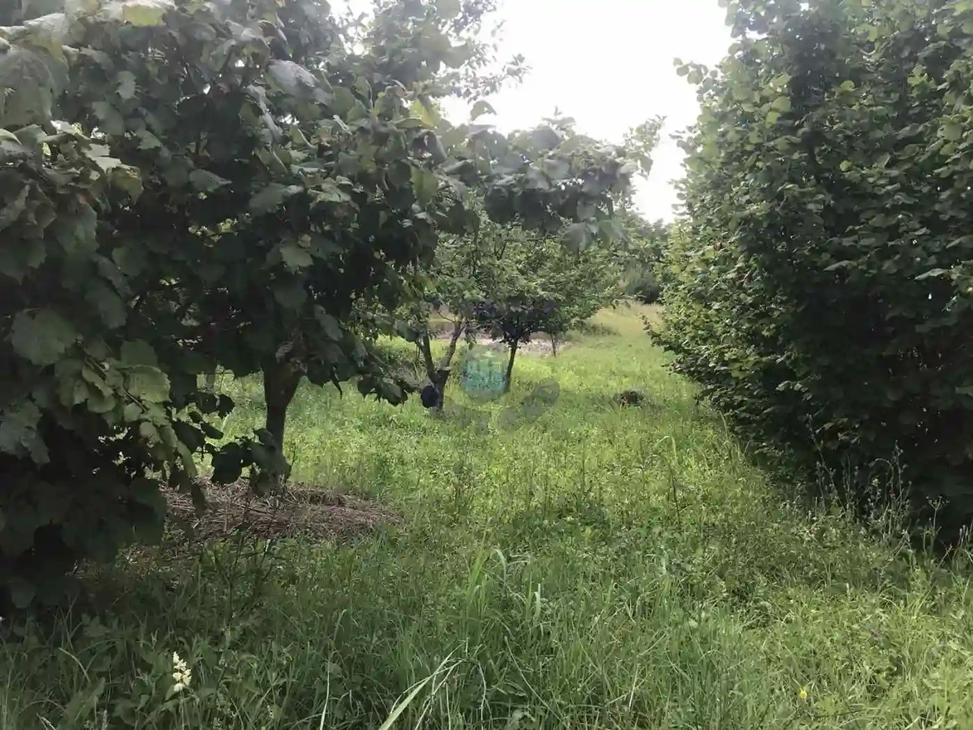 Kameničke livade, Sremska Kamenica
