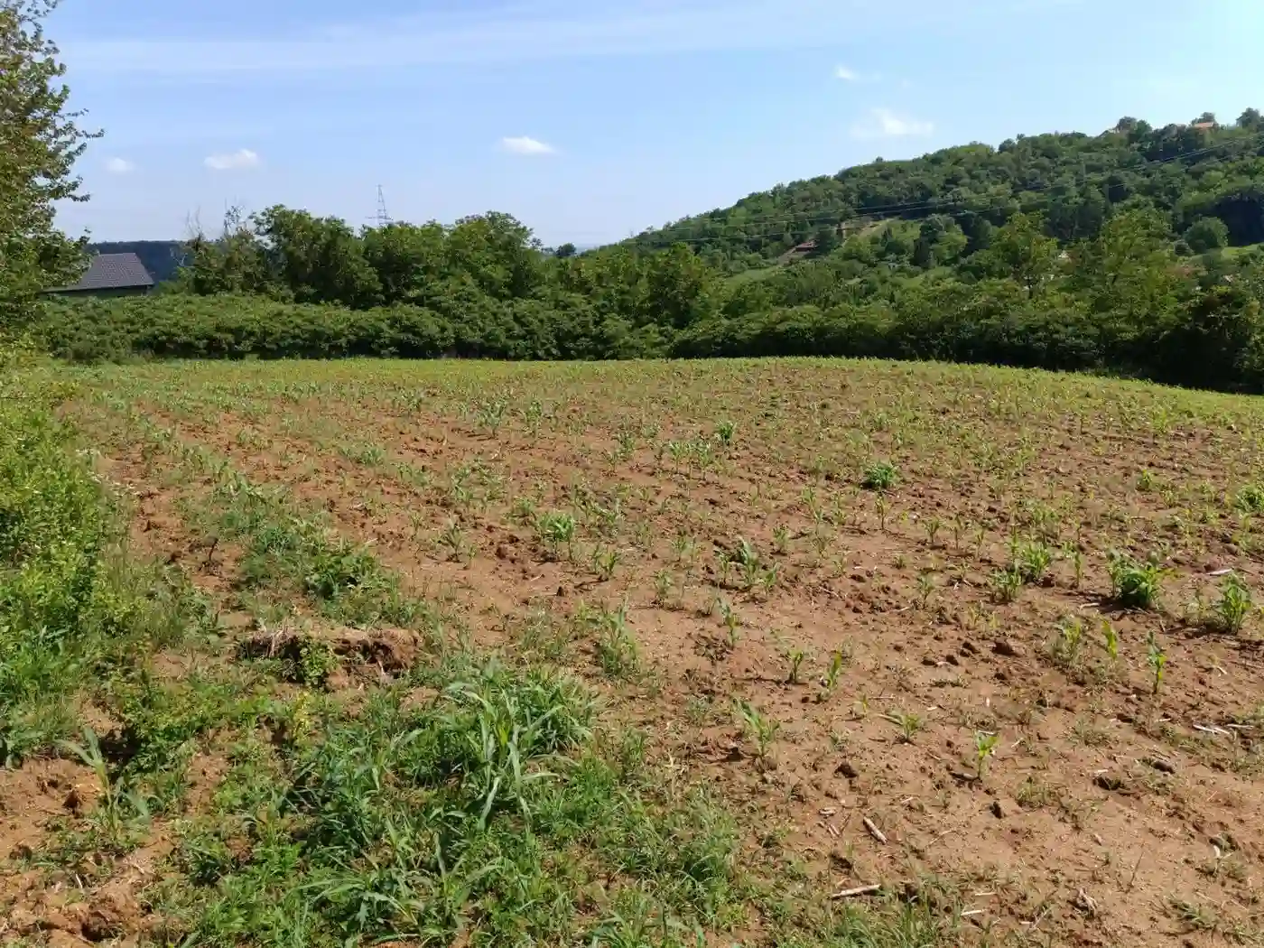 Kameničke livade, Sremska Kamenica, Livade