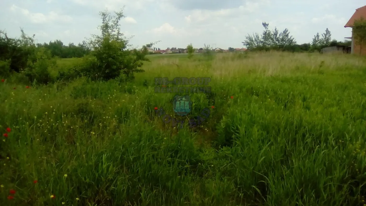Sadovi, Petrovaradin