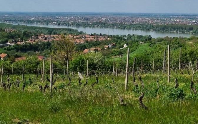 Novi Ledinci, Ledinci