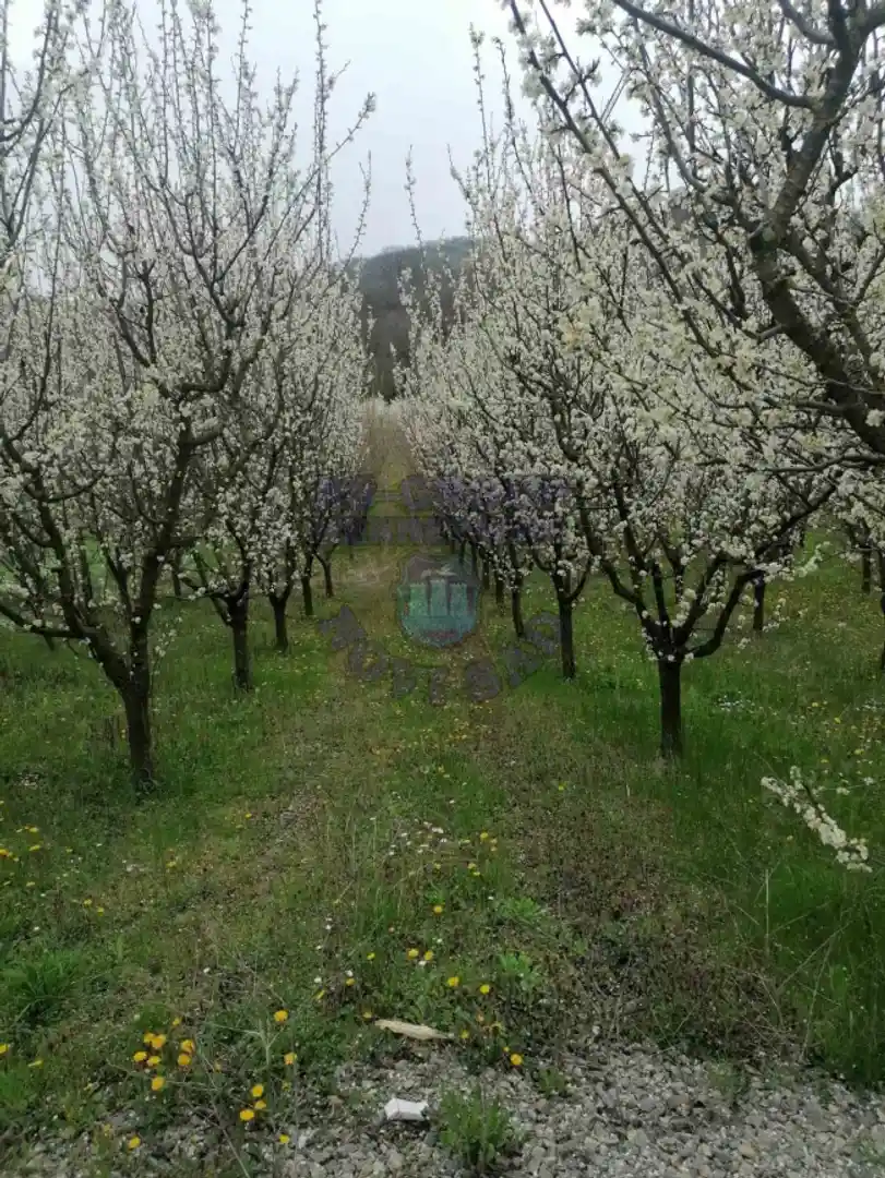 Vikend naselje, Vrdnik