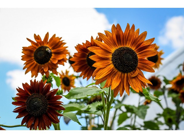 Suncokret `Crimson Queen` (Helianthus annuus)