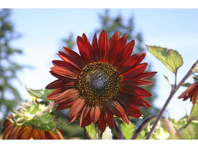 Suncokret `Velvet Queen` (Helianthus annuus)