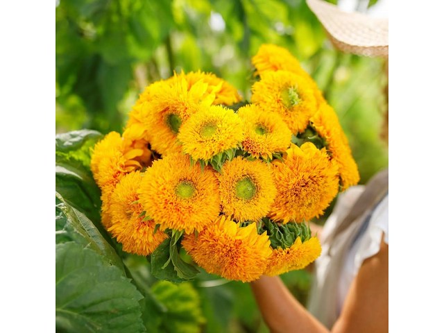 Suncokret `Sungold` patuljasti (Helianthus annuus)