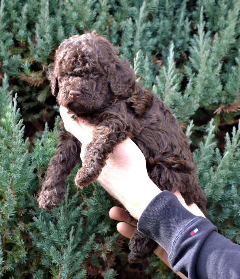 Lagotto Romagnolo štenci