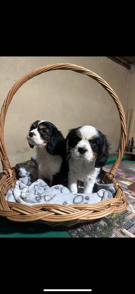 Poslednja 2 šteneta iz legla- Cavalier King Charles Spaniel