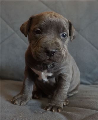 Pitbull Pit bul terrier