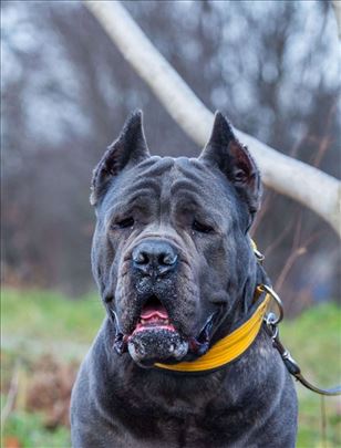 Cane Corso muzjak za parenje