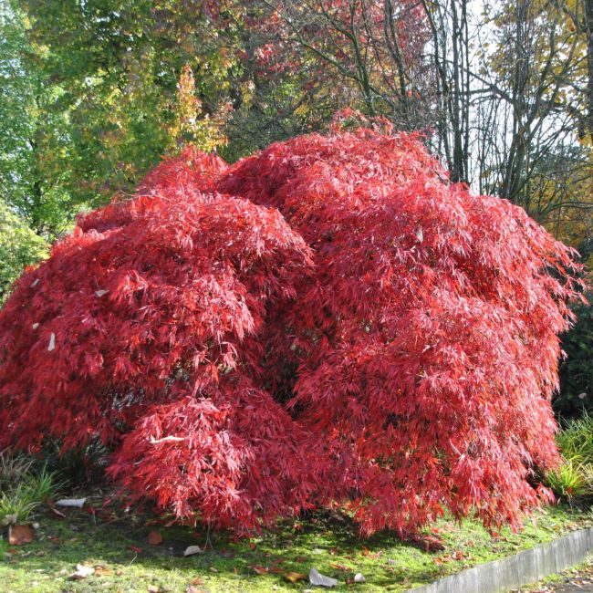 Acer palmatum dissectum Garnet-C 4 L