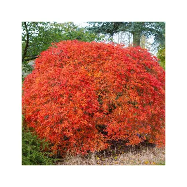 Acer palmatum Dissectum-C 4 L