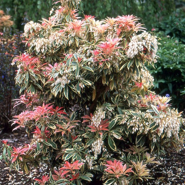 Pieris japonica Flaming Silver