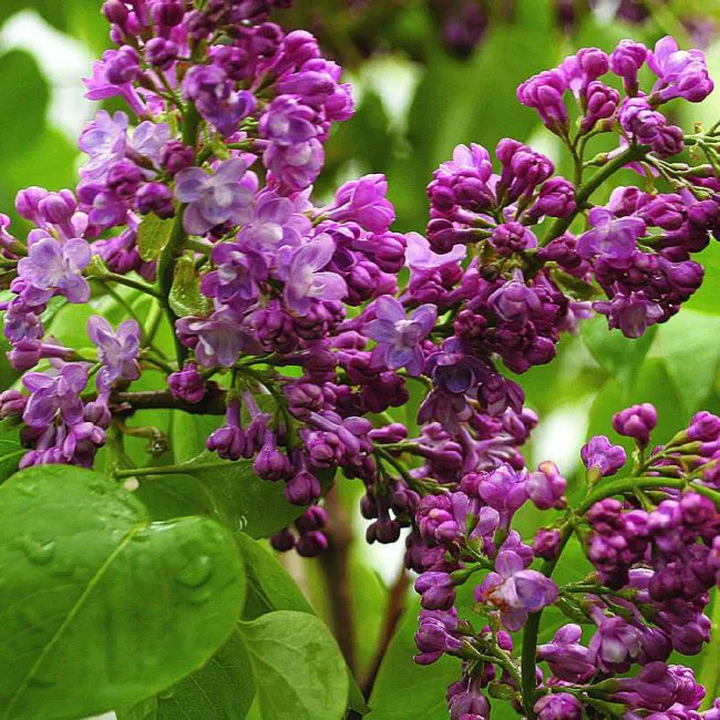 Syringa vulgaris Michel Buchner