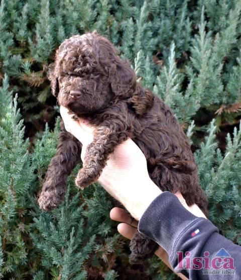 Lagotto Romagnolo štenci