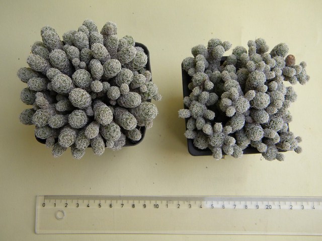 Kaktus Mammilaria gracilis - 3