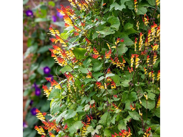 Španska zastava `Exotic Love` (Ipomoea lobata)