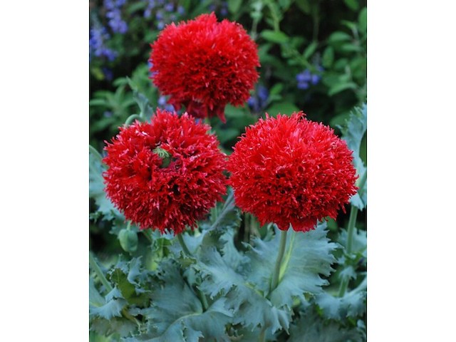 Ukrasni mak `Crimson Feathers` (Papaver somniferum)