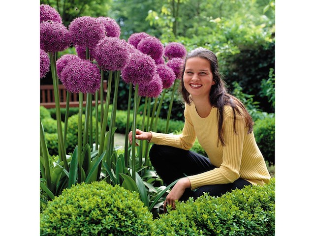 Ukrasni luk GLOBEMASTER (100 semenki) Allium Giganteum