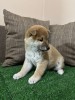 Shiba inu štenci šampionskog porekla