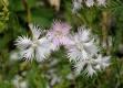 Dianthus monspessulanus ,karanfil bele boje