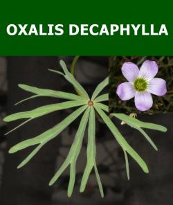 Oxalis decaphylla