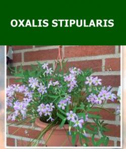 Oxalis stipularis