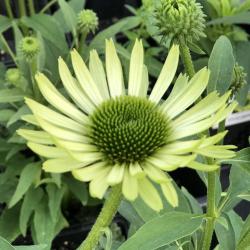 Ehinacea - Echinacea Green Jewel