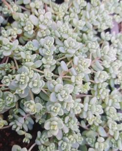 Sedum dasyphyllum Minor