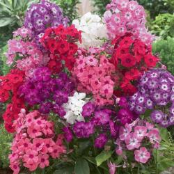 Phlox Mix