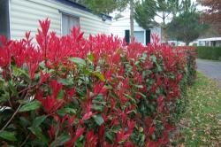 Photinia -- Fotinija