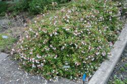 Abelia x grandiflora