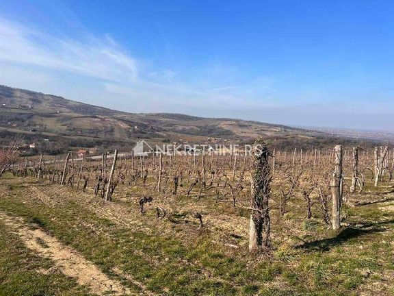 Novo u Ponudi! Na prodaju vinograd u Beočini!