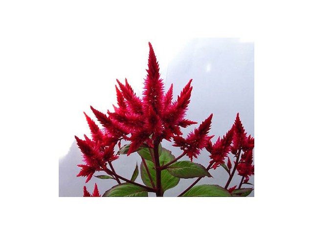 Petlova kresta (Celosia spicata), 0,1g (300+ semenki)